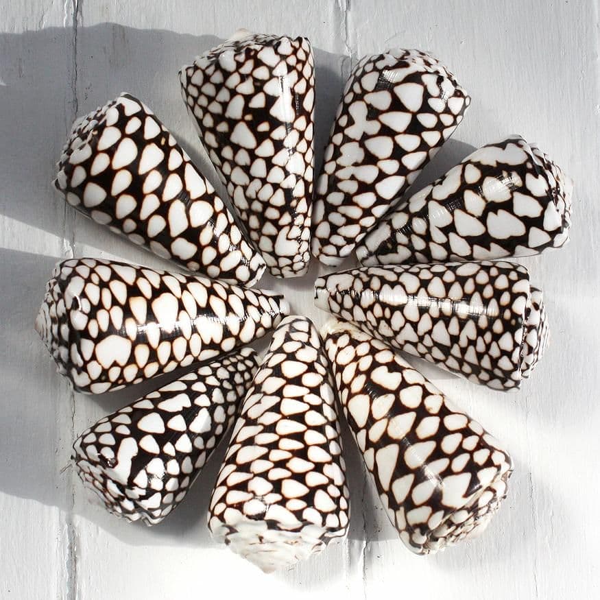 Marble Cone Shell | Conus Marmoreus