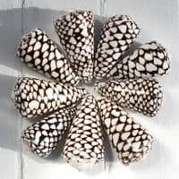 Marble Cone Shell | Conus Marmoreus