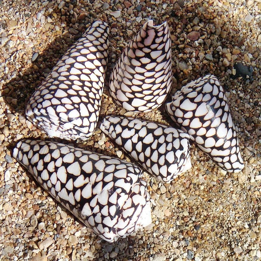 Marble Cone Shell | Conus Marmoreus