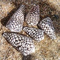 Marble Cone Shell | Conus Marmoreus
