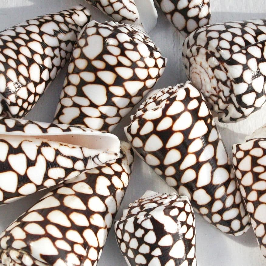 Marble Cone Shell | Conus Marmoreus