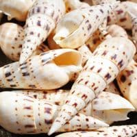 Marlin Spike Auger Shell | Terebra Maculata Linne