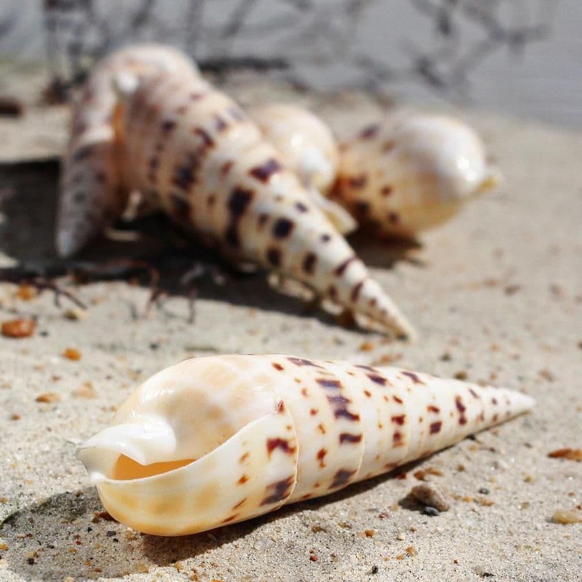 Marlin Spike Auger Shell | Terebra Maculata Linne