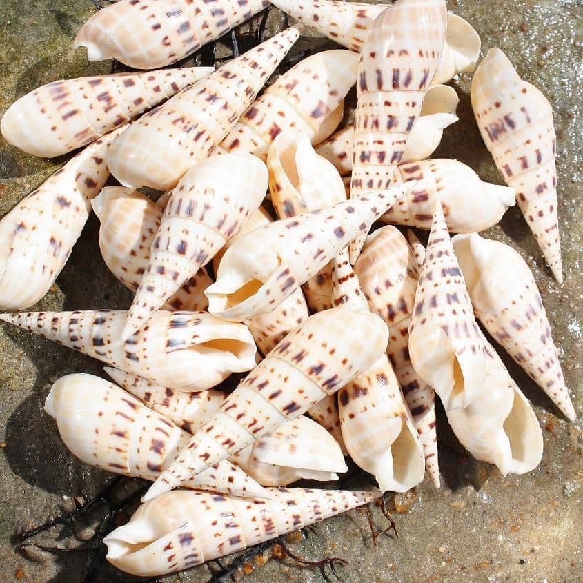Marlin Spike Auger Shell | Terebra Maculata Linne