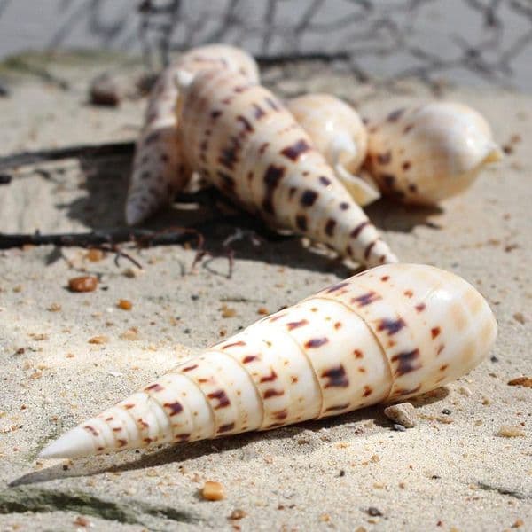 Marlin Spike Auger Shell | Terebra Maculata Linne
