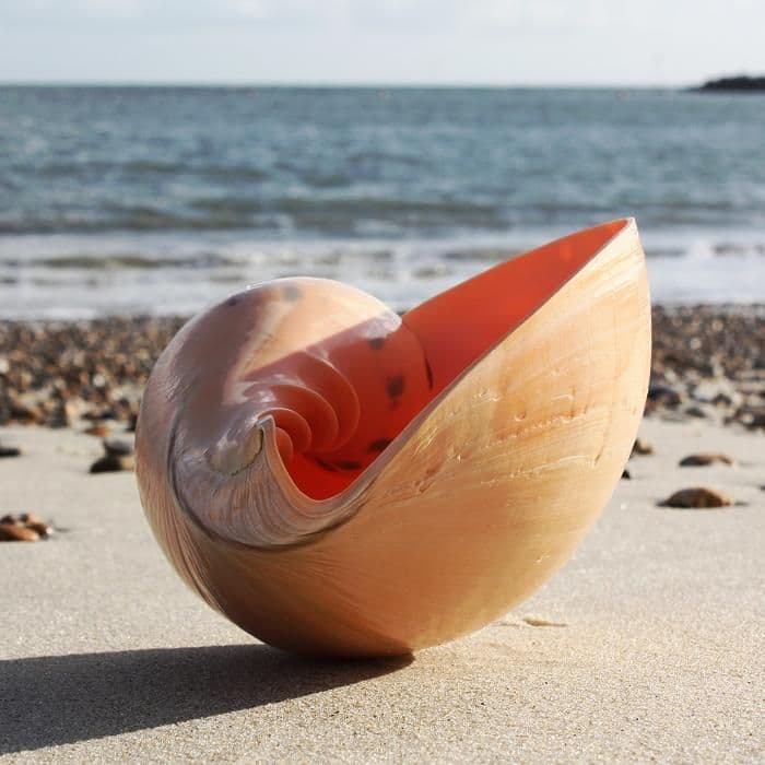 Melo Melo Indian Volute Shell | Bailer Shell | Beach Shells
