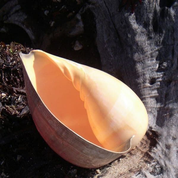 Melon Shell | Large Seashell