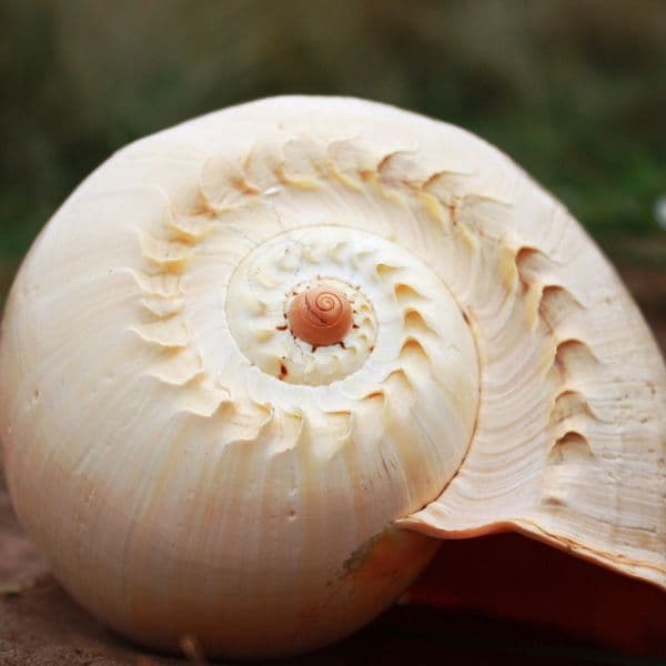 Melon Shell | Large Seashell