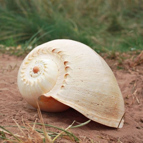 Melon Shell | Large Seashell
