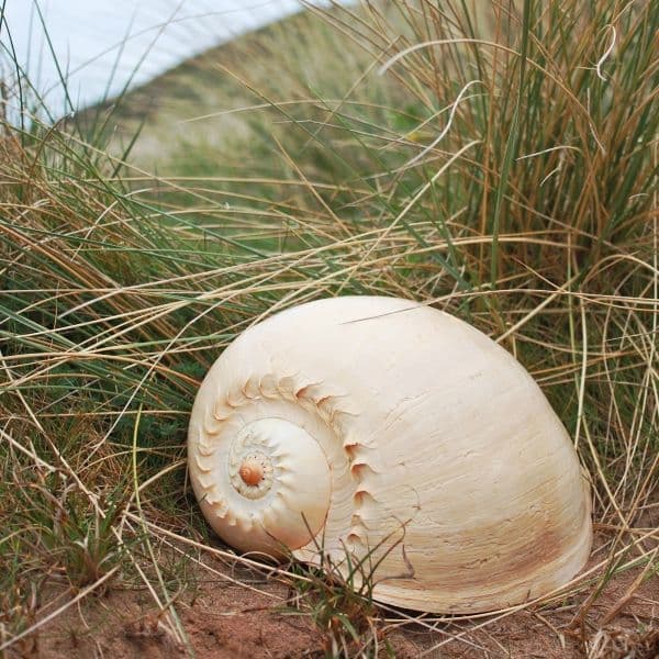 Melon Shell | Large Seashell