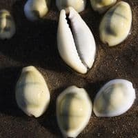 Money Cowrie Shell Pack | Cypraea Moneta