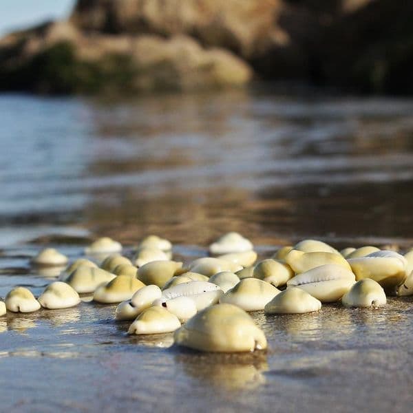 Money Cowrie Shell Pack | Cypraea Moneta