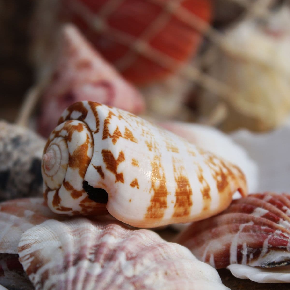 Net Bag of Shells | Beach Shells
