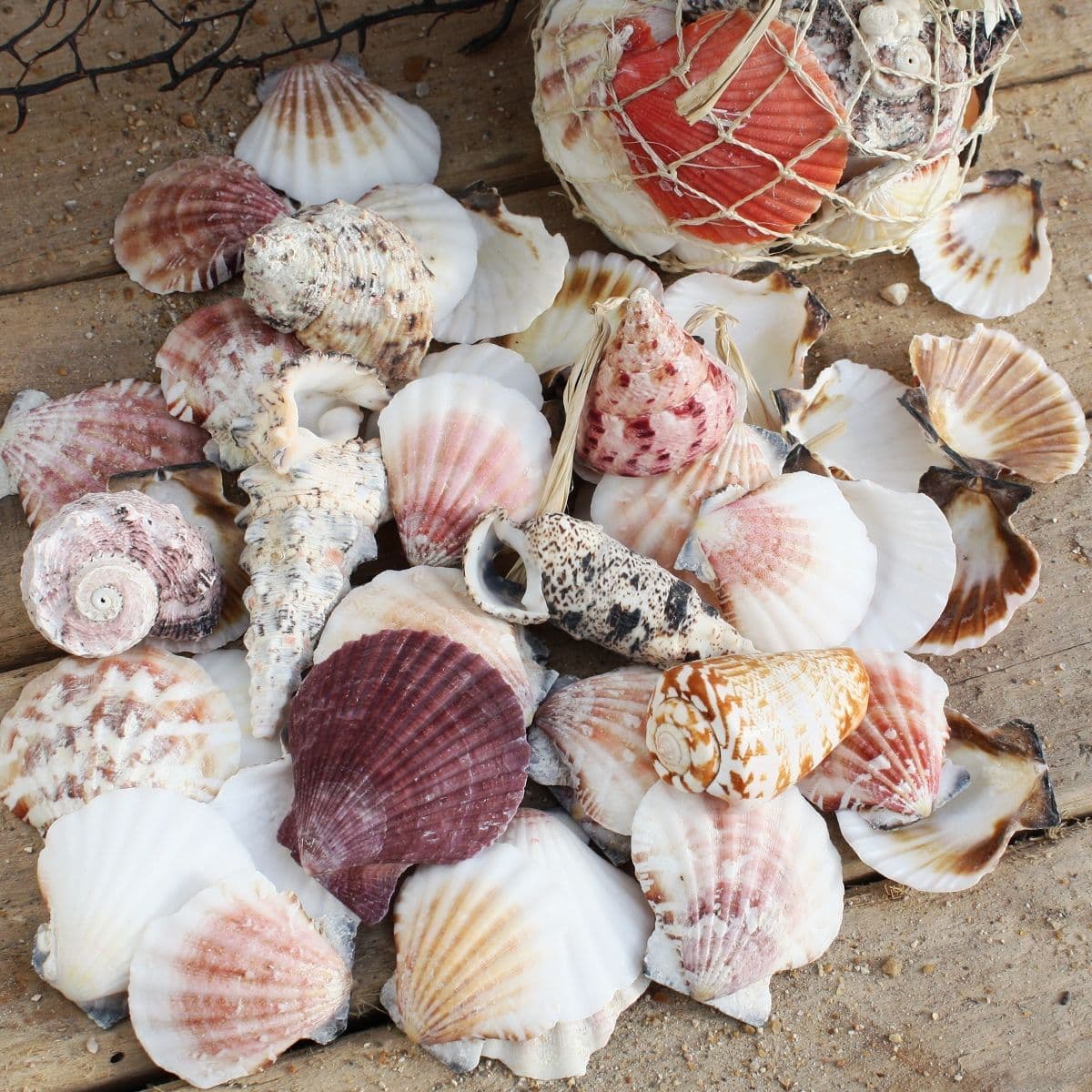 Net Bag of Shells | Beach Shells