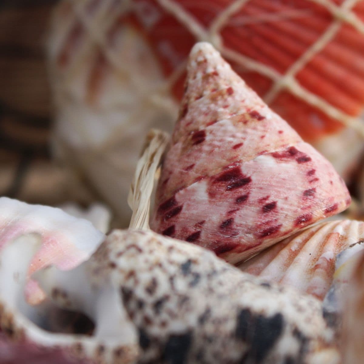 Net Bag of Shells | Beach Shells