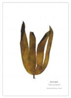 Oarweed Seaweed Print | Limited Edition Print | Laminaria Digitata Seaweed