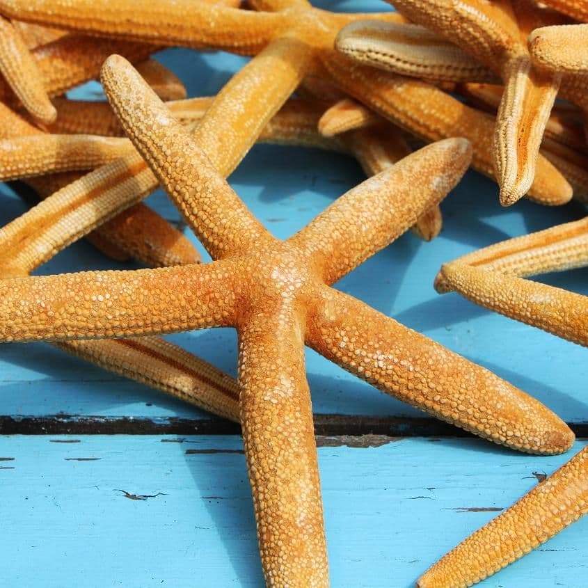 Orange Pointer Starfish | Finger Starfish