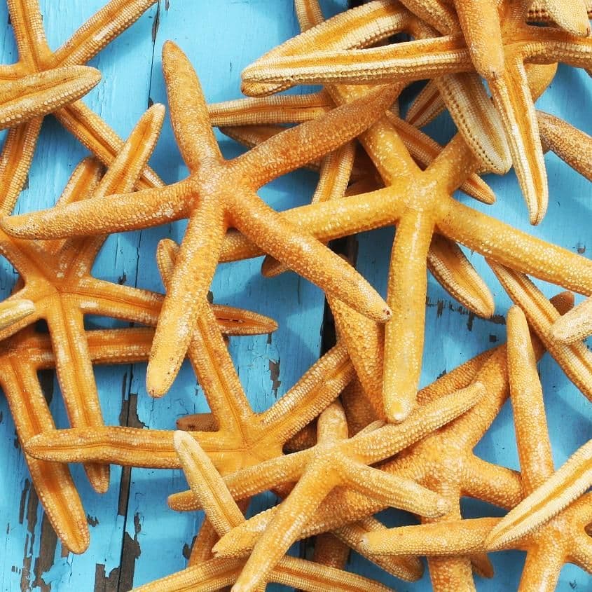 Orange Pointer Starfish | Finger Starfish
