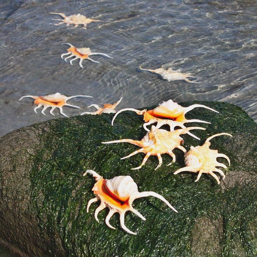 Orange Spider Conch | Lambis Crocata | Natural Seashells