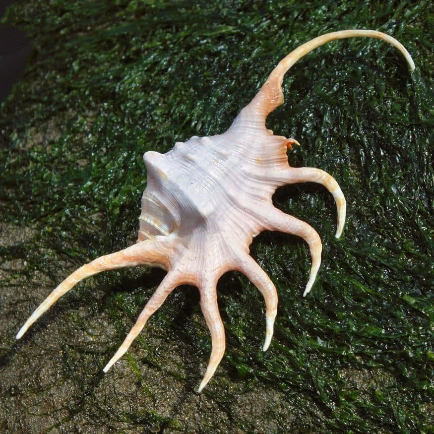 Orange Spider Conch | Lambis Crocata | Natural Seashells