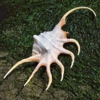 Orange Spider Conch | Lambis Crocata | Natural Seashells