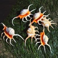 Orange Spider Conch | Lambis Crocata | Natural Seashells