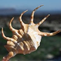 Orange Spider Conch | Lambis Crocata | Natural Seashells