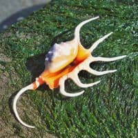 Orange Spider Conch | Lambis Crocata | Natural Seashells