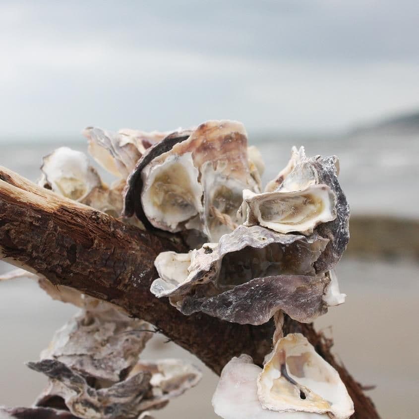 Oyster Shell Garland | 100cm long