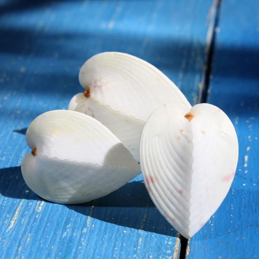 Pacific Heart Cockle Shell | Beach Shells