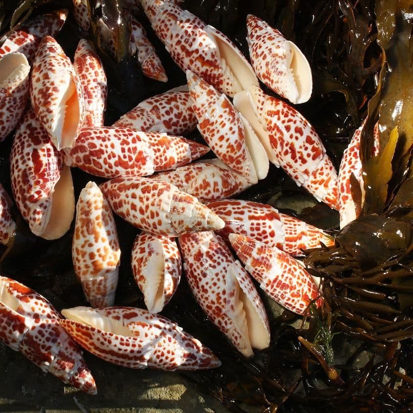 Papal Pontifical Mitre Shell | Mitra Papalis | Natural Seashell