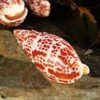 Papal Pontifical Mitre Shell | Mitra Papalis | Natural Seashell