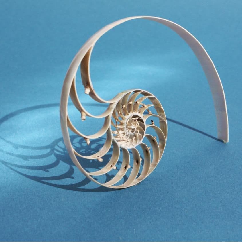 Pearl Centre Cut Nautilus Shell | Mother of Pearl Shells