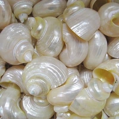 Pearl Gold-Mouth Shell