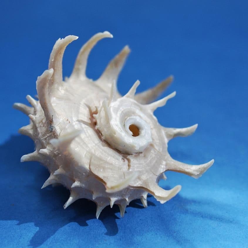 Pearl Imperial Delphinula | Angaria Delphinus | Mother of Pearl Shell