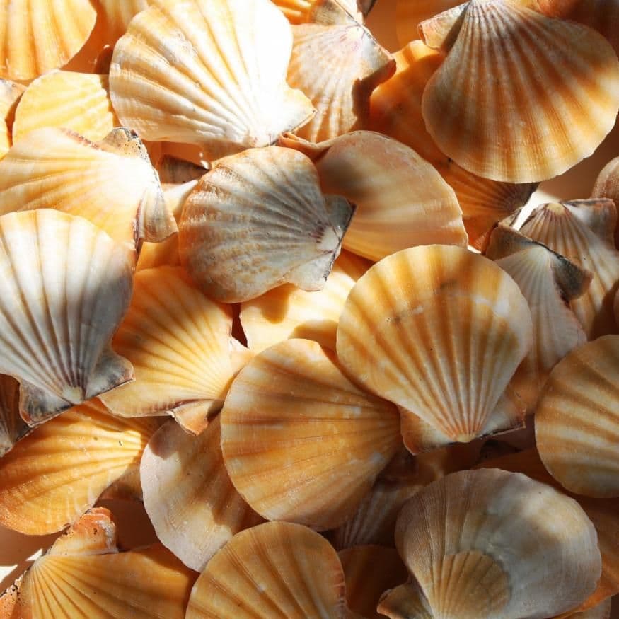 Pecten Vexillum Orange Scallop | Beach Shells