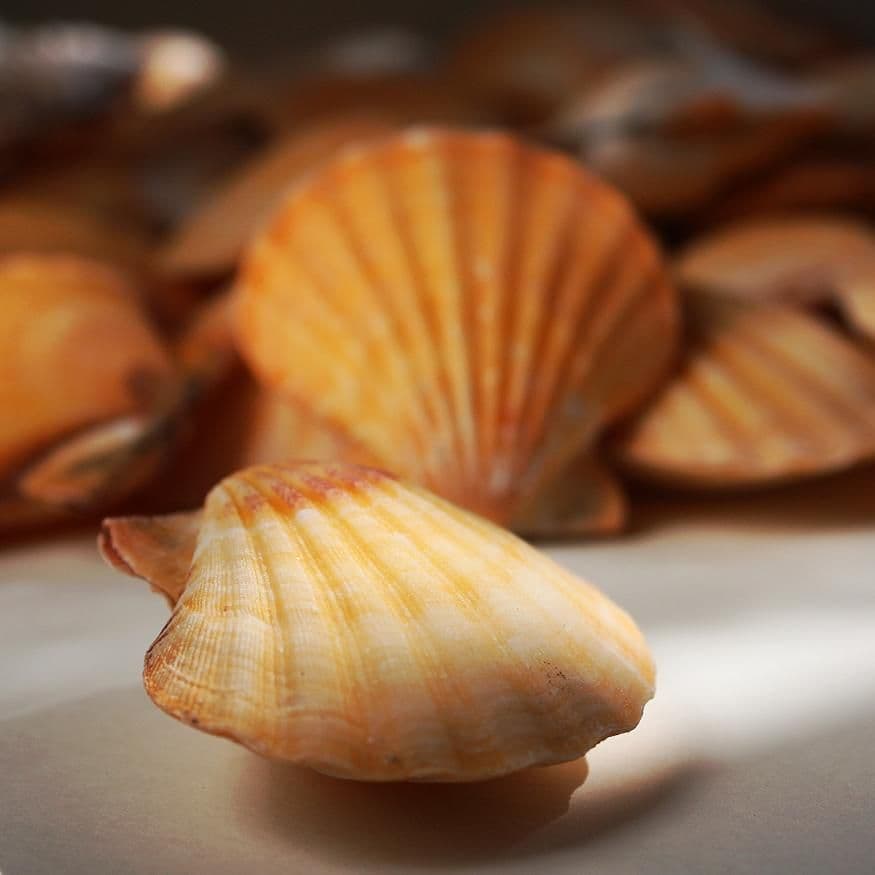 Pecten Vexillum Orange Scallop | Beach Shells