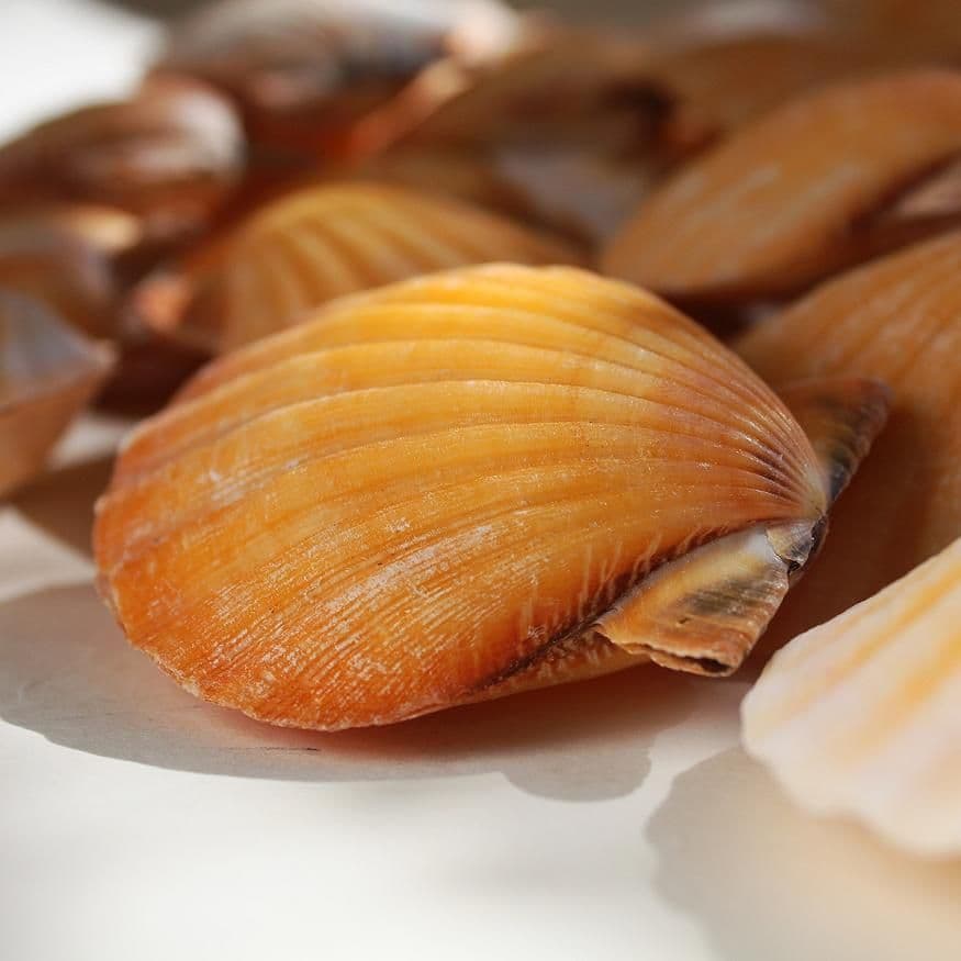 Pecten Vexillum Orange Scallop | Beach Shells