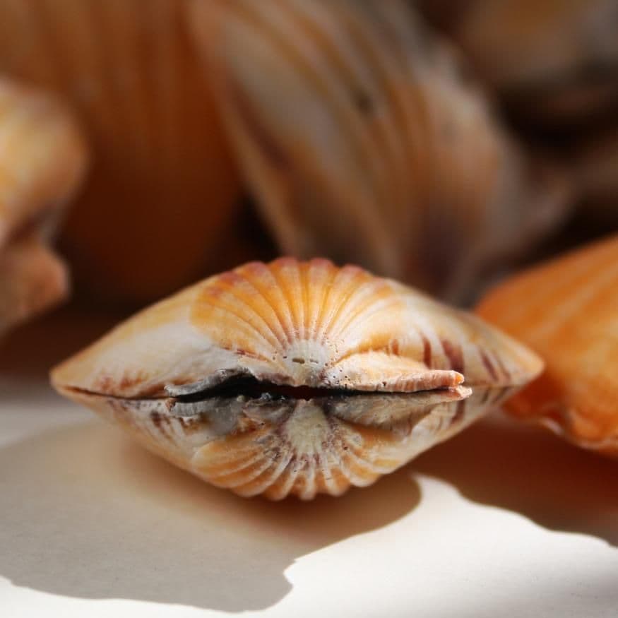 Pecten Vexillum Orange Scallop | Beach Shells