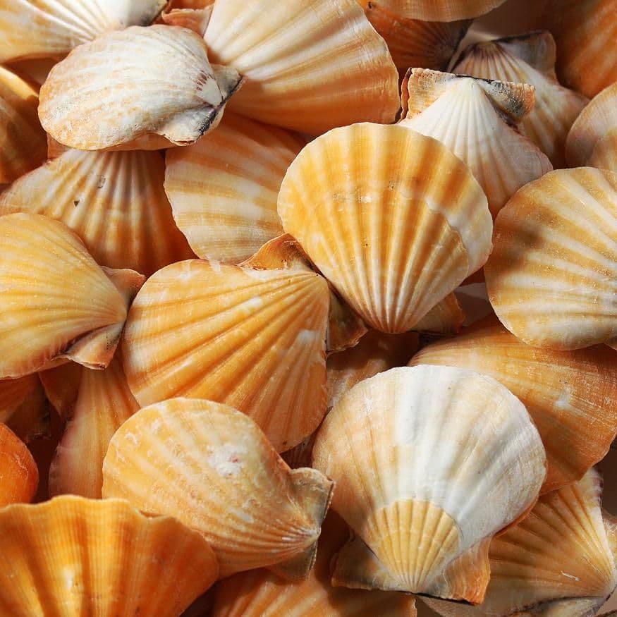 Pecten Vexillum Orange Scallop | Beach Shells