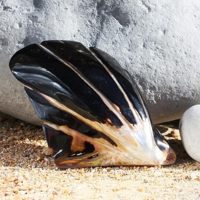 Penguin Oyster Shell | Polished Mother of Pearl Shells