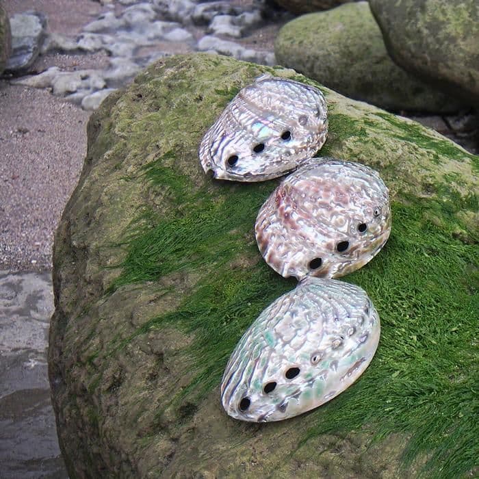 Polished Corrugata Abalone | Haliotis Corrugata | Mother of Pearl Shells