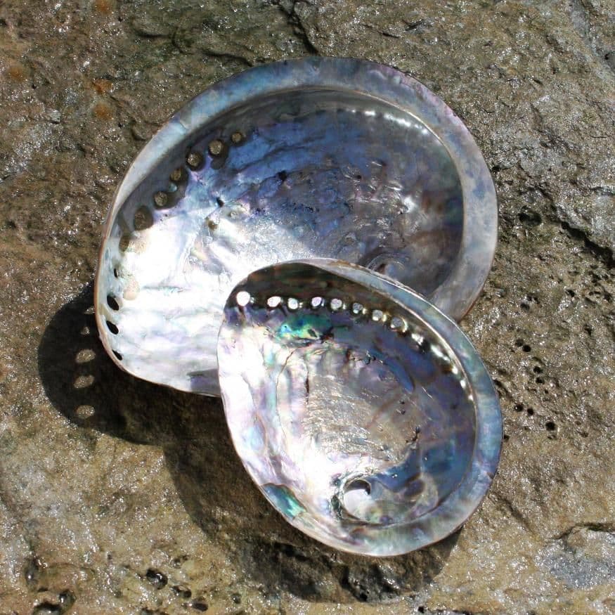 Polished Corrugata Abalone | Haliotis Corrugata | Mother of Pearl Shells