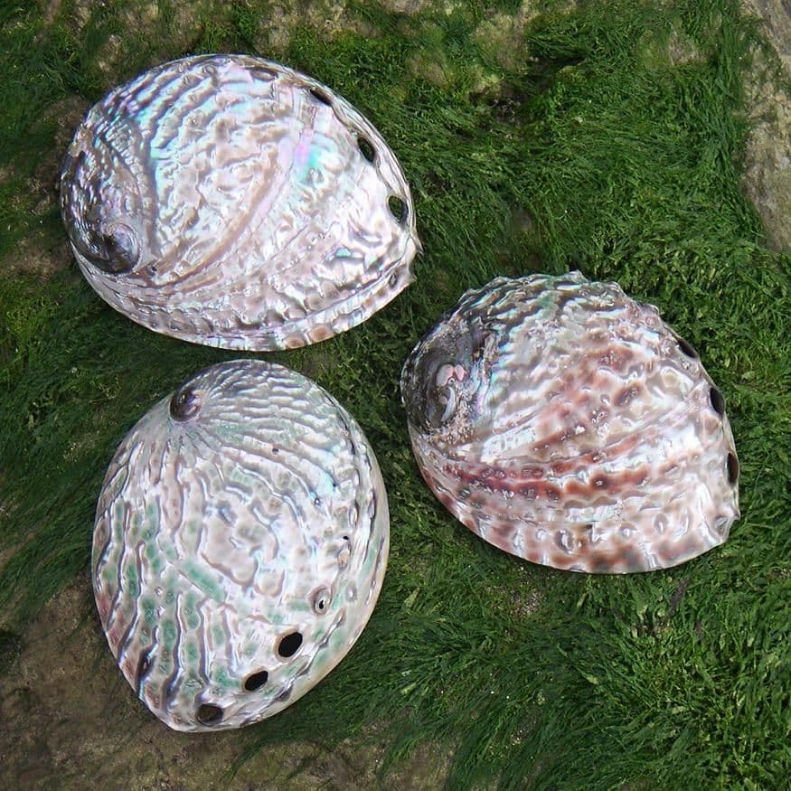 Polished Corrugata Abalone | Haliotis Corrugata | Mother of Pearl Shells