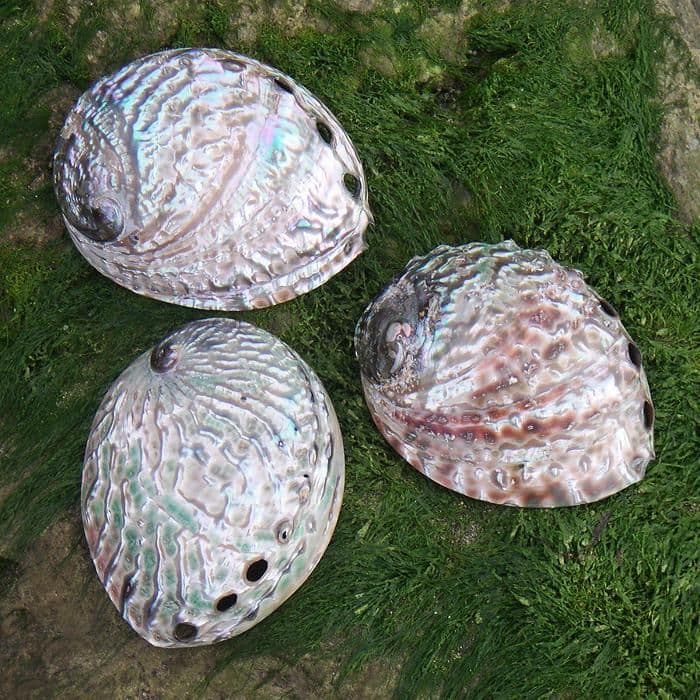 Polished Corrugata Abalone | Haliotis Corrugata | Mother of Pearl Shells