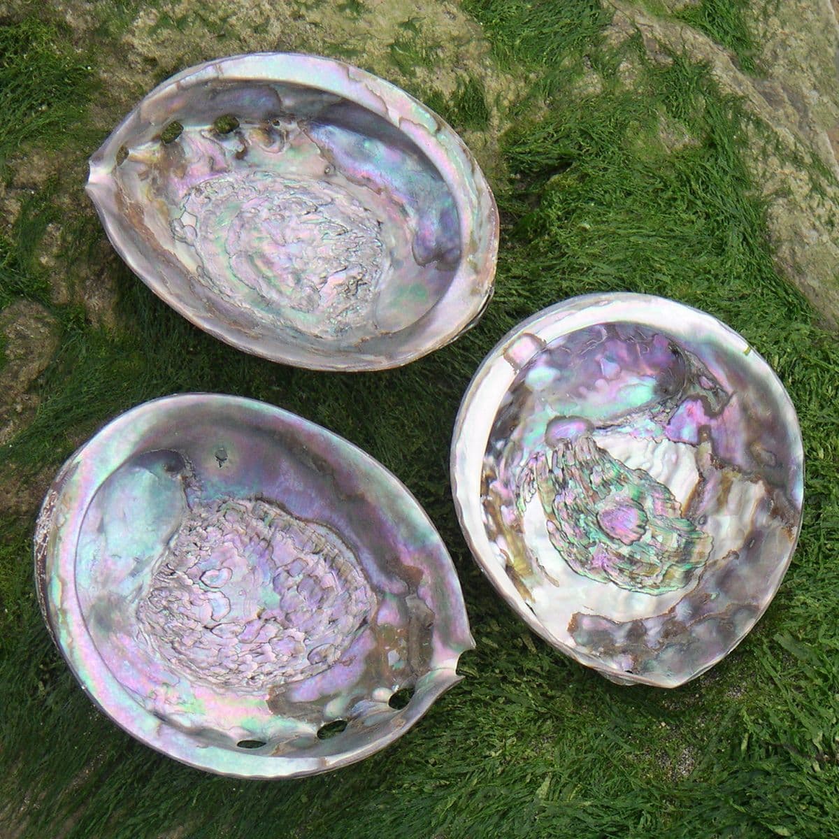Polished Corrugata Abalone | Haliotis Corrugata | Mother of Pearl Shells