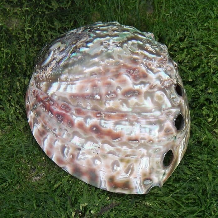 Polished Corrugata Abalone | Haliotis Corrugata | Mother of Pearl Shells