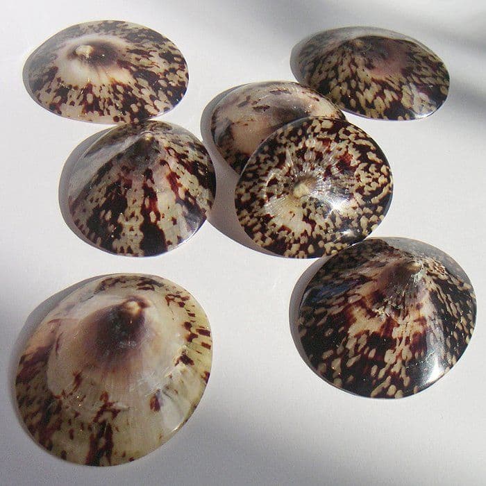 Polished Limpet Shell | Polished Seashells