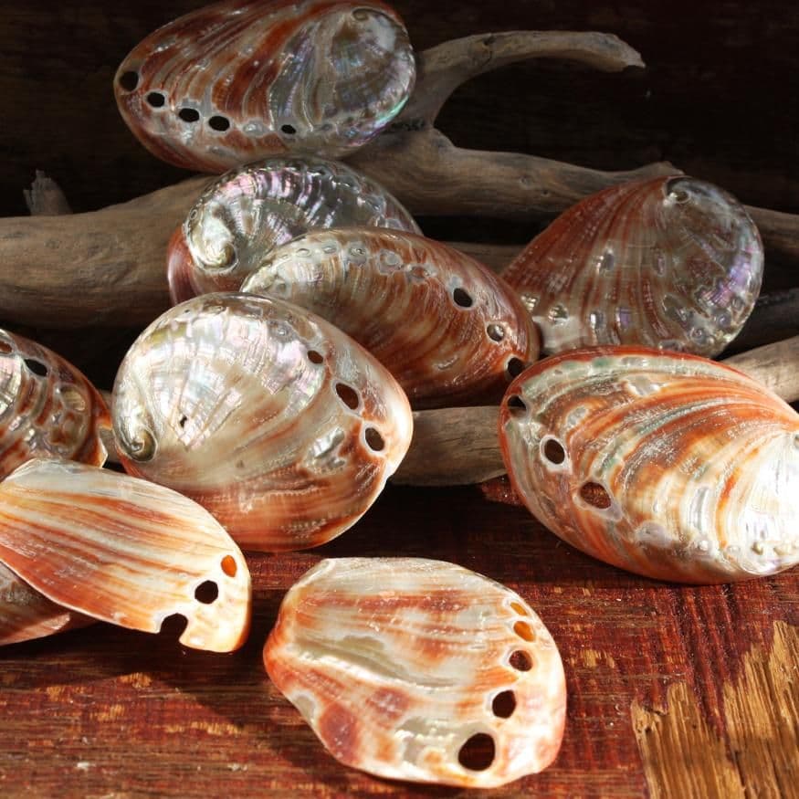 Polished Red Abalone Shell | Haliotis Rufescens | Mother of Pearl