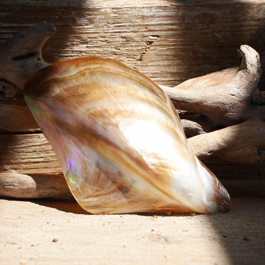 Polished Wing Oyster Shell | Mother of Pearl Shells